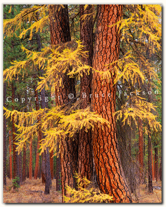 Embrace by Bruce Jackson